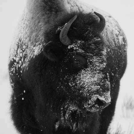 CVP.com - Support - RED R3D Sample Files